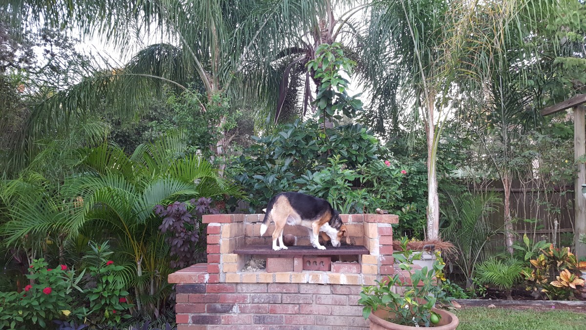 Lickilicious | Lifisgood-Celebrate it!